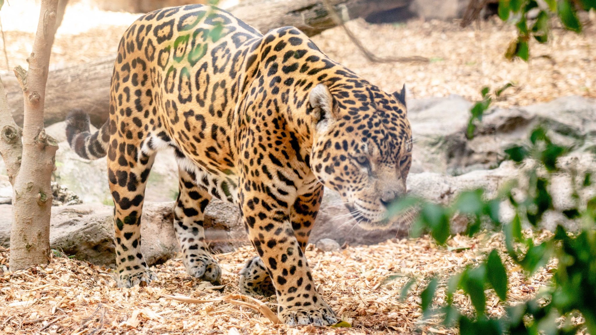 Explora y descubre la biodiversidad de Chocó - rutacolombiana.com