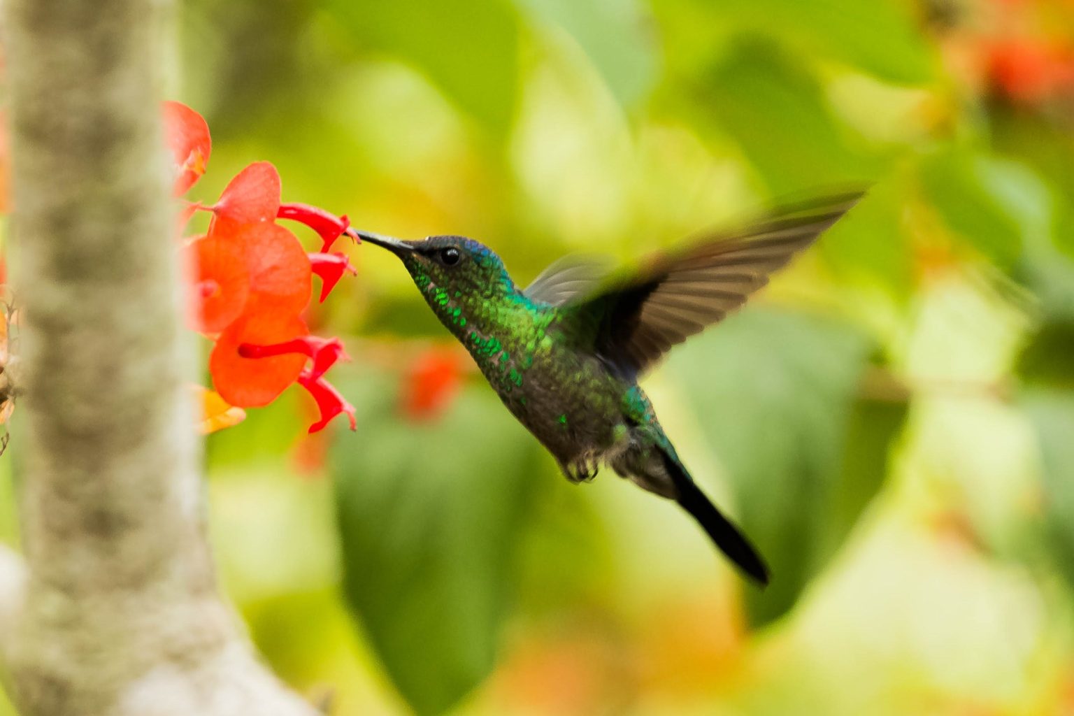 Explora y descubre la biodiversidad de Caquetá - rutacolombiana.com