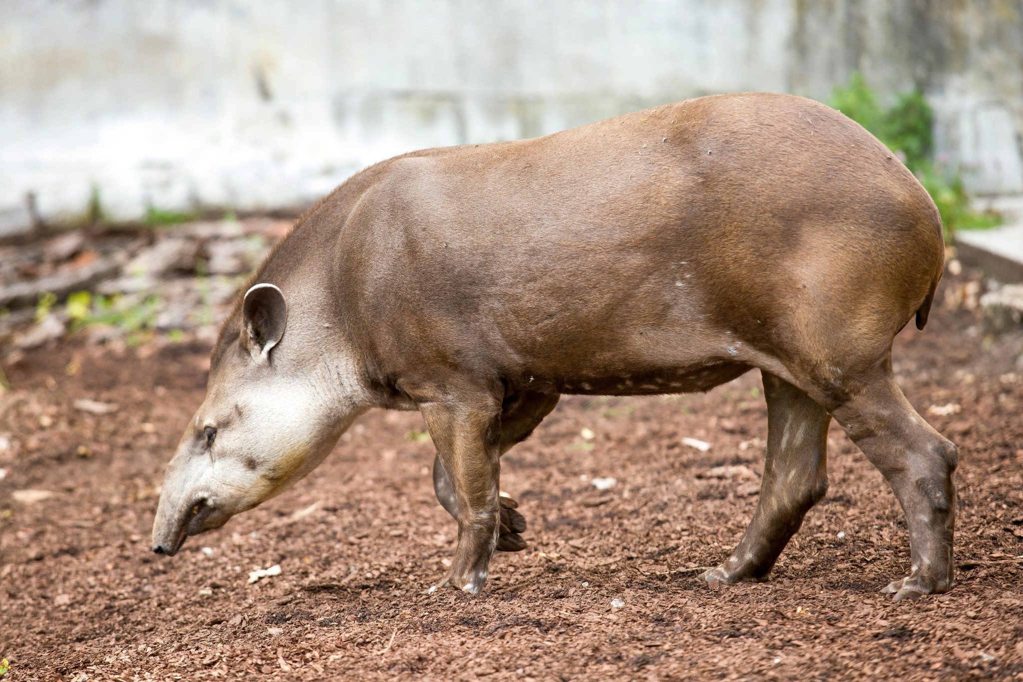 Observa los mamíferos de Guainía - rutacolombiana.com