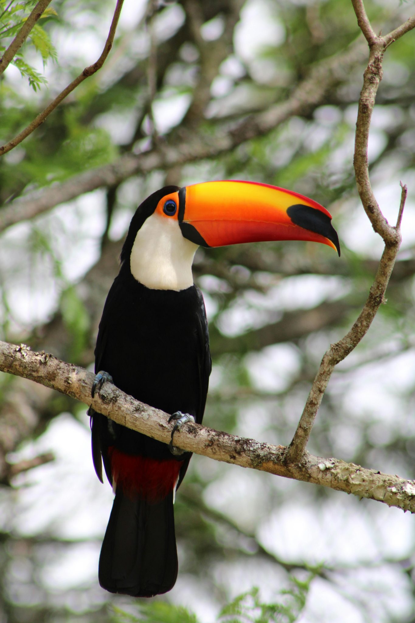 Observa las aves de Guainía - rutacolombiana.com