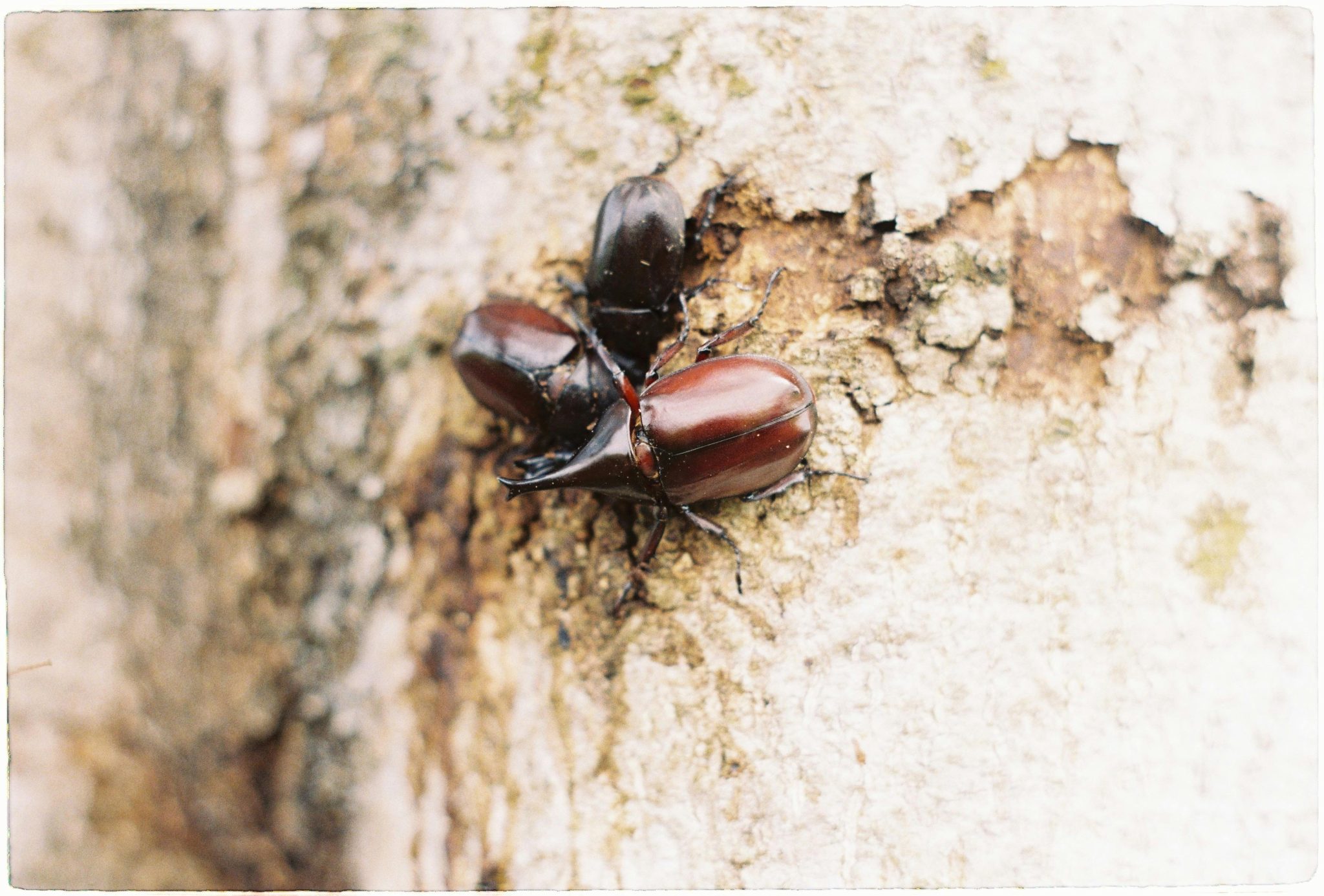 Observa los insectos de Guainía - rutacolombiana.com