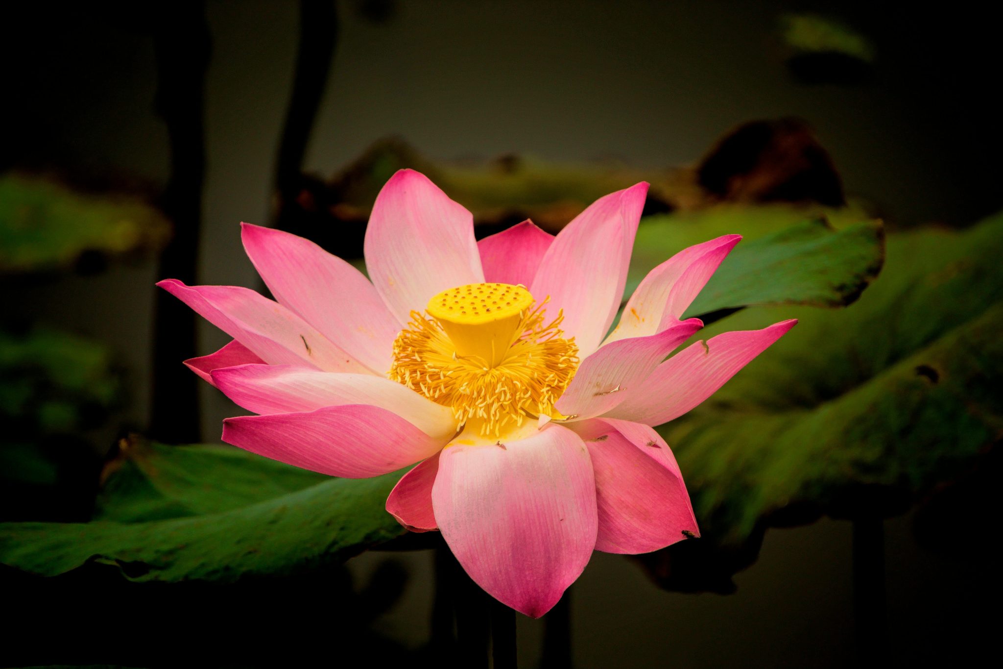 La elegancia de las flores de Guainía - rutacolombiana.com