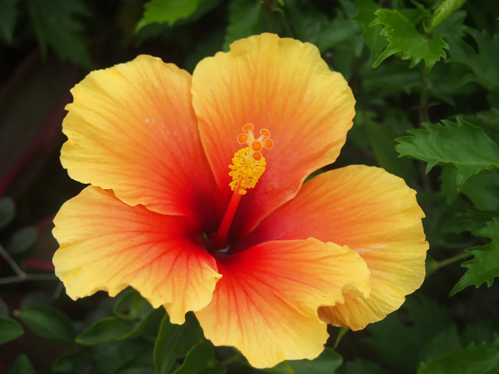 La elegancia de las flores de Magdalena - rutacolombiana