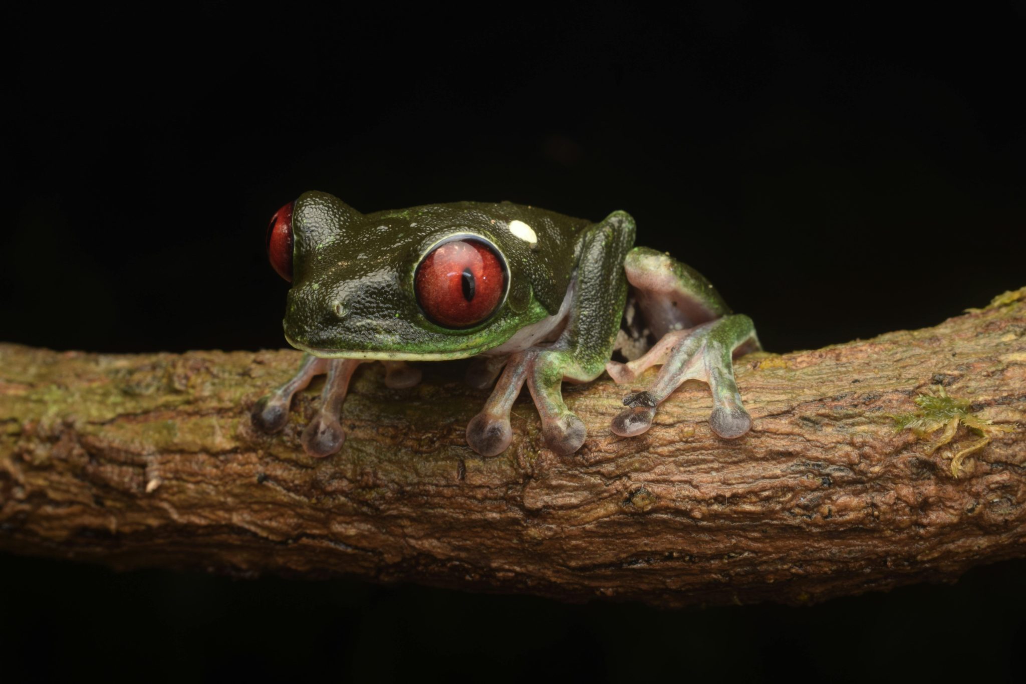 Observa los anfibios de Meta - rutacolombiana.com