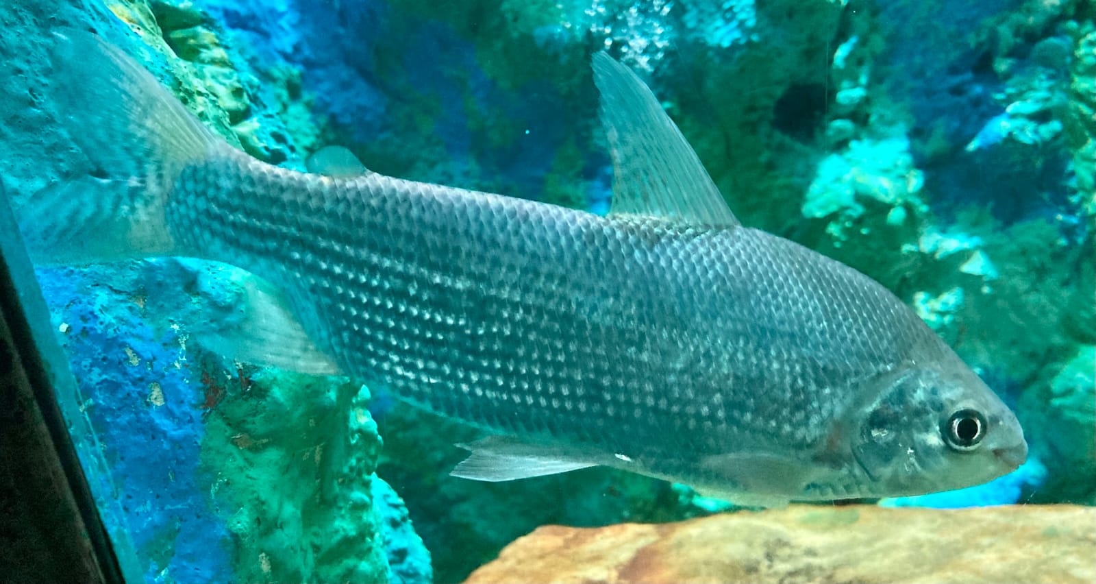 Observa los Peces de Nariño - rutacolombiana.com